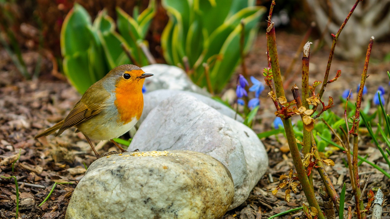30,000+ Free Early Bird & Nature Images - Pixabay