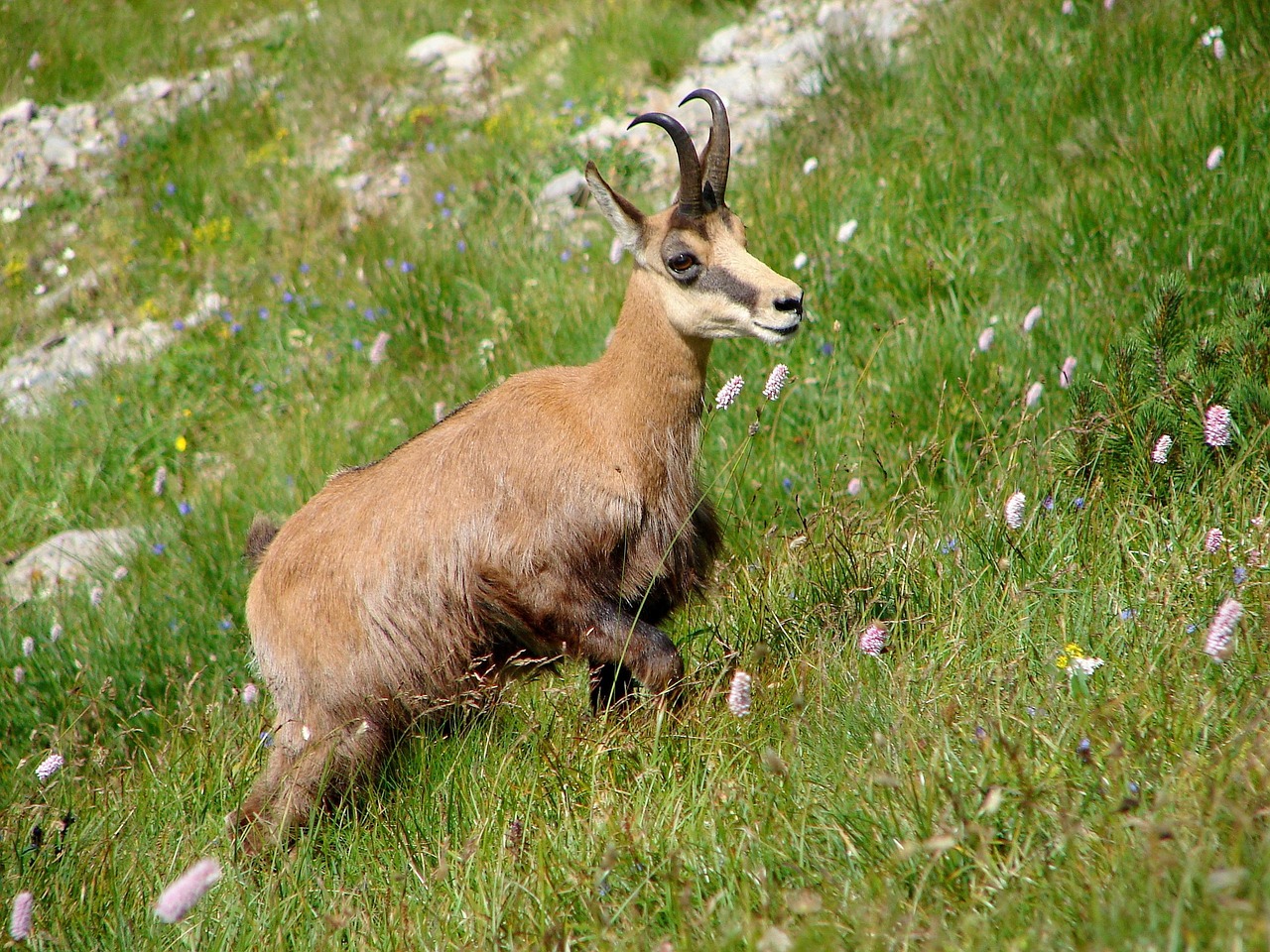 Grass Mammal Animal - Free photo on Pixabay