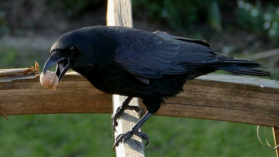 Bird Black Crow - Free photo on Pixabay - Pixabay