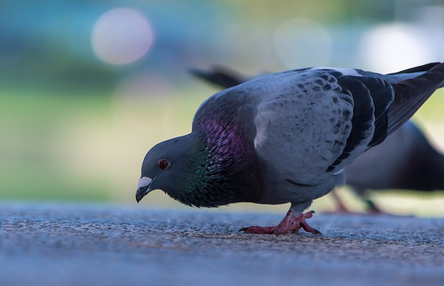 Bird Wildlife Nature - Free photo on Pixabay