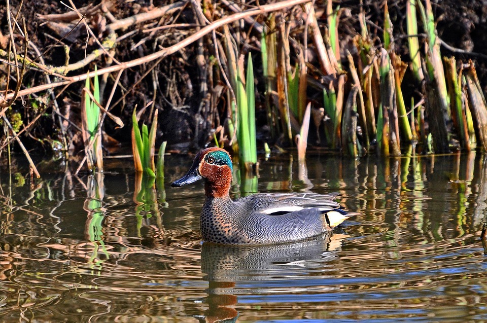 Eurasian Teal Common - Free photo on Pixabay
