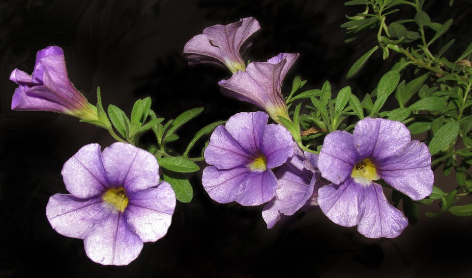 Flower Mauve Ground Cover Plant - Free photo on Pixabay