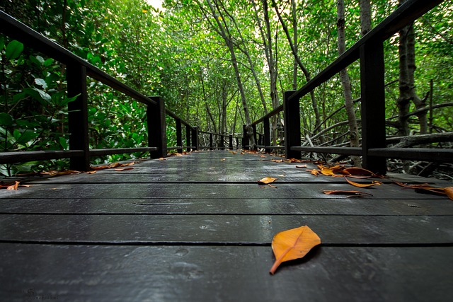 Naturaleza Árbol Los Bosques - Foto gratis en Pixabay - Pixabay