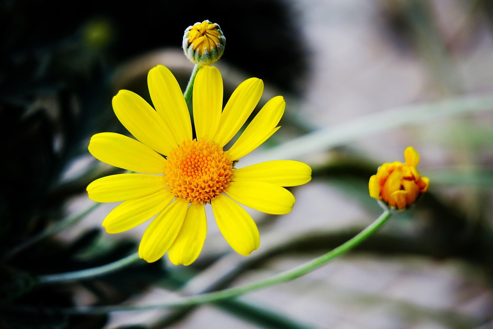 Nature Plant Flower - Free photo on Pixabay