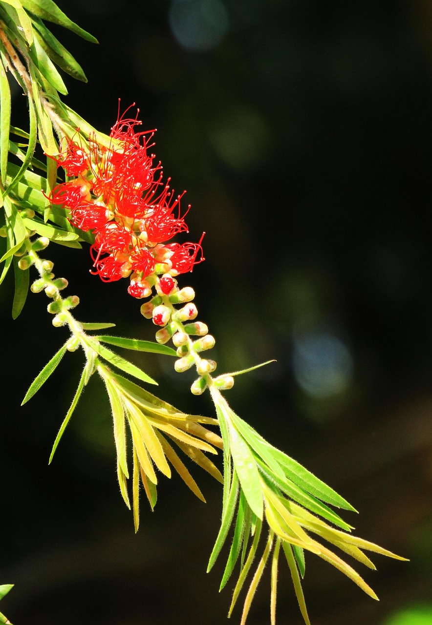 Nature Leaf Tree - Free photo on Pixabay - Pixabay
