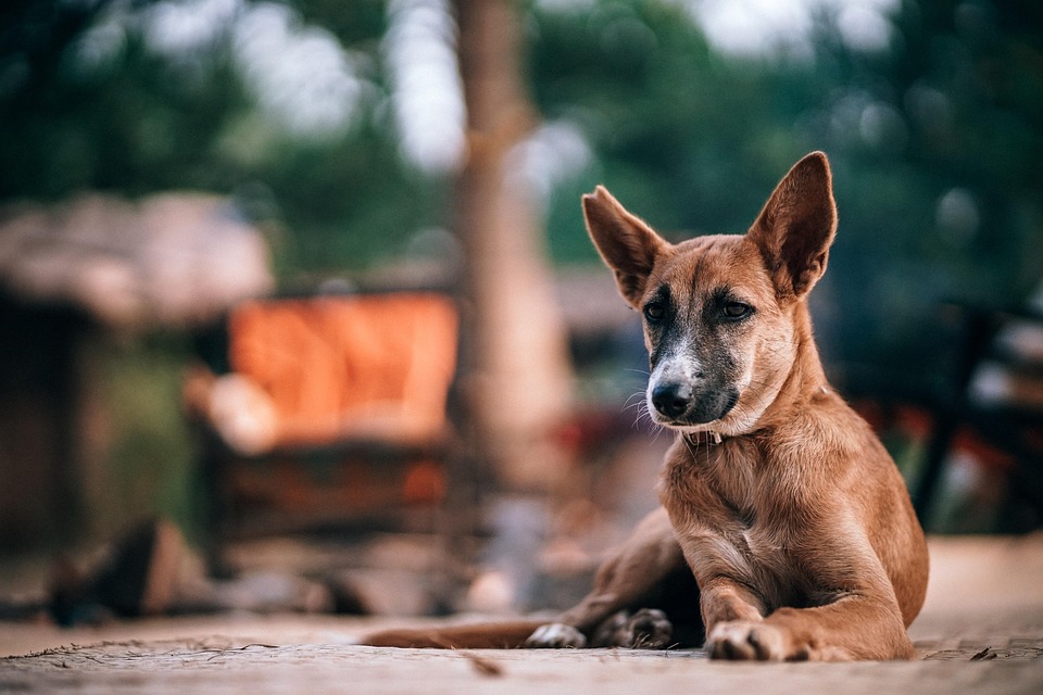 Alone Animal Beautiful - Free photo on Pixabay - Pixabay