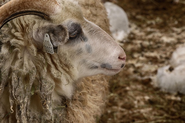 Oveja Animal Granja - Foto gratis en Pixabay - Pixabay