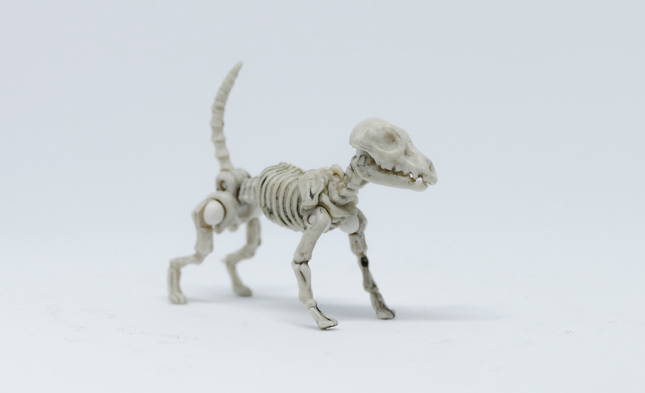 50,000+ Free Dog Skeleton & Dog Images - Pixabay