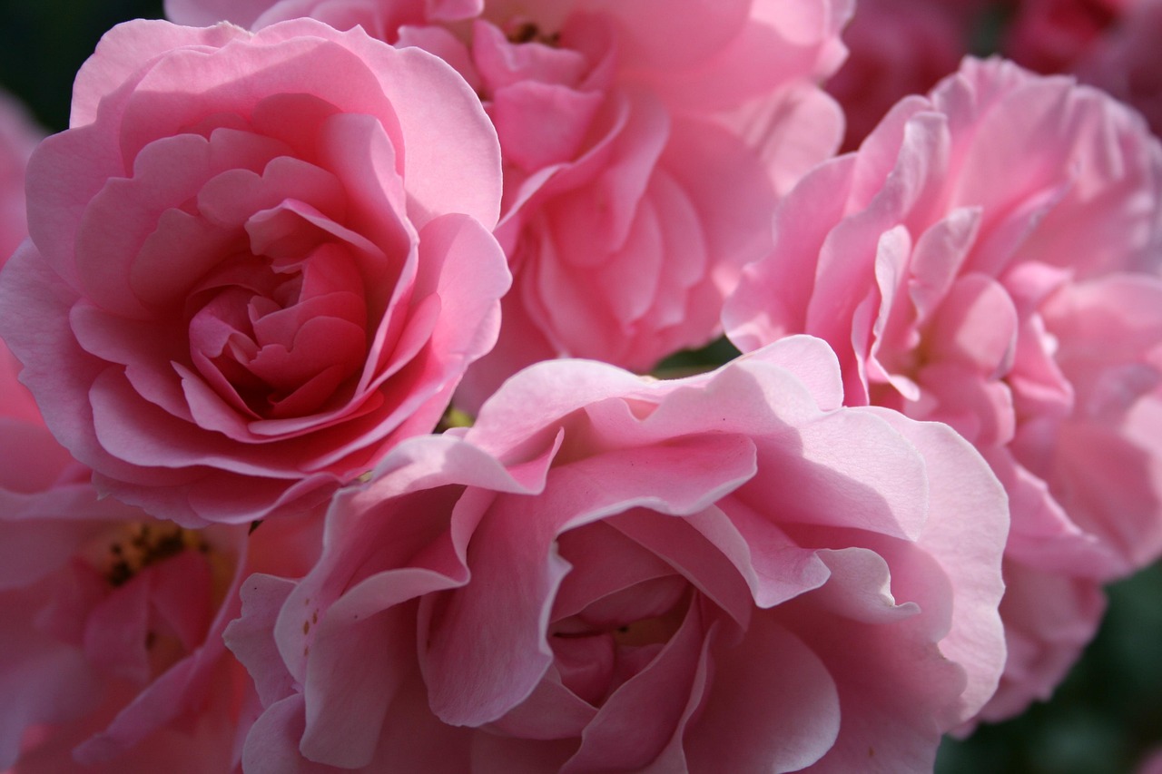 Rosas Planta Naturaleza - Foto gratis en Pixabay - Pixabay