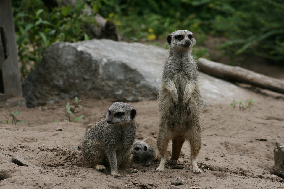 Tierwelt Säugetiere Natur Animal - Kostenloses Foto auf Pixabay