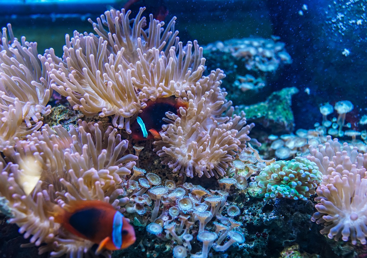 700+ Free Coral Reef & Underwater Images - Pixabay