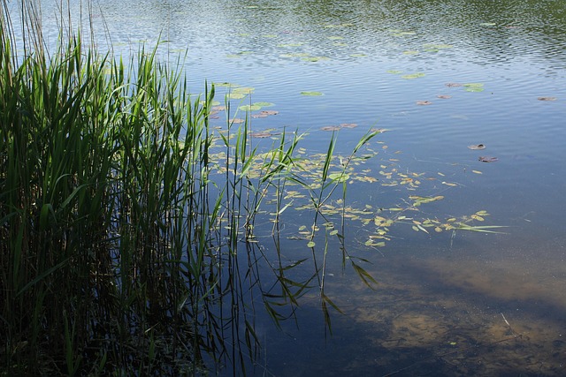 Waters Edge Reed Grass - Free photo on Pixabay - Pixabay