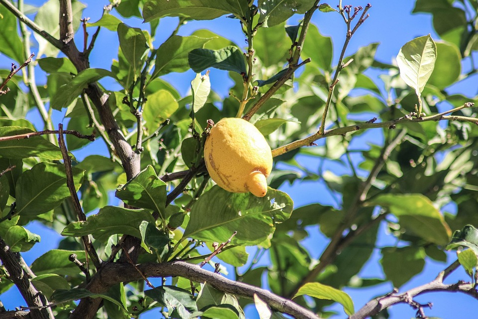 Majorque Citron Citronnier - Photo gratuite sur Pixabay