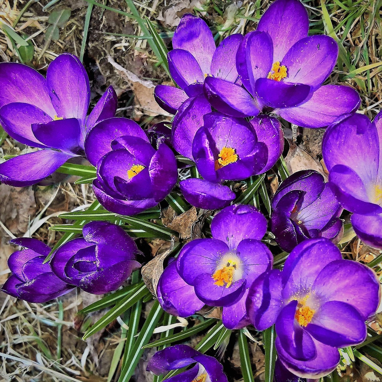Fleur Crocus Le Printemps - Photo gratuite sur Pixabay - Pixabay