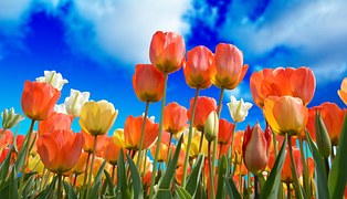 Spring Tulips Pretty Woman Young - Free photo on Pixabay