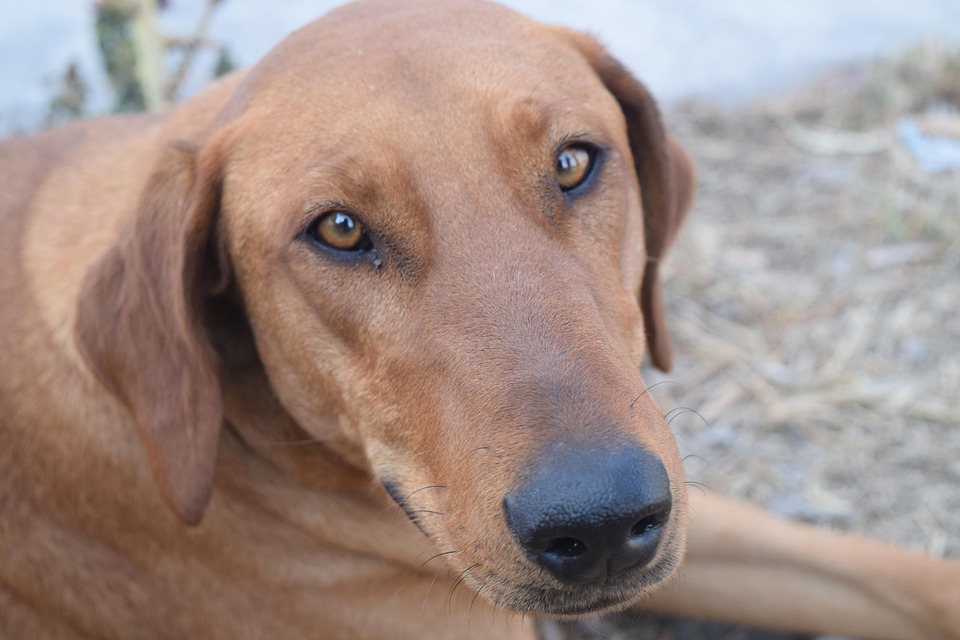 Canis Lupus Familiaris Linda - Foto gratis en Pixabay