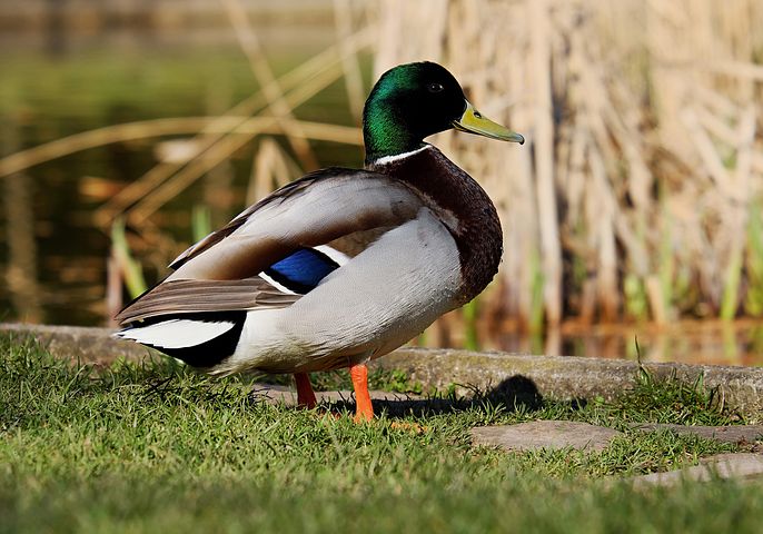 1,000+ Free Drake & Duck Images - Pixabay