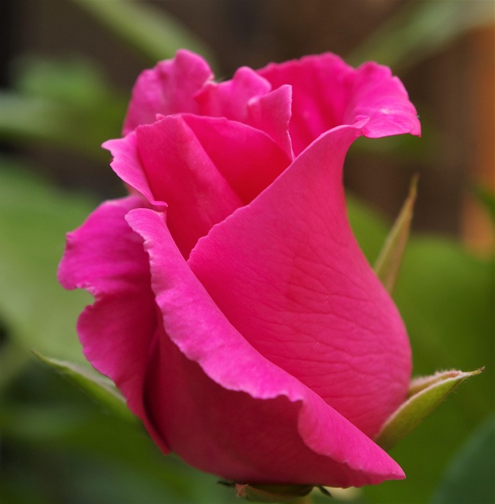 Rosado Rosa Rosada - Foto gratis en Pixabay - Pixabay