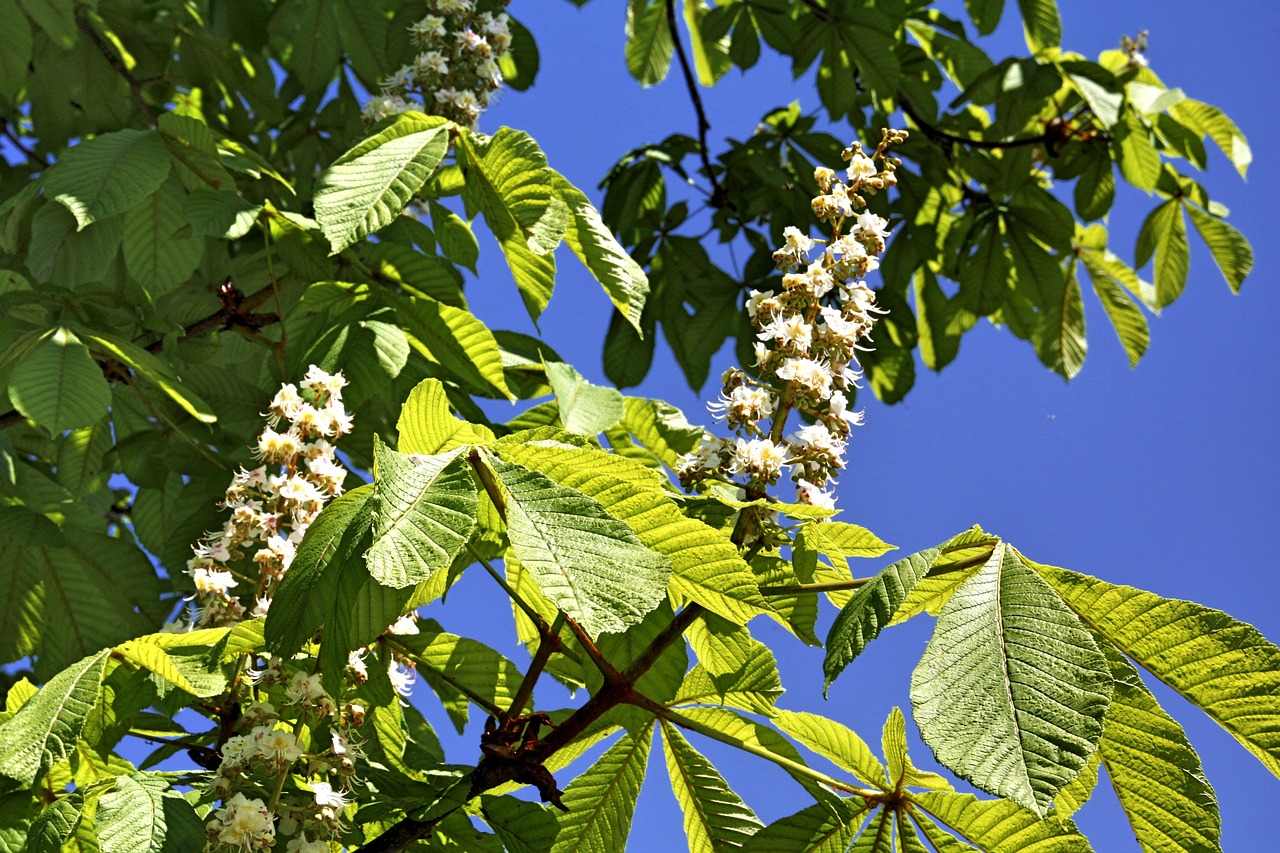 Plante Arbre La Nature - Photo gratuite sur Pixabay - Pixabay