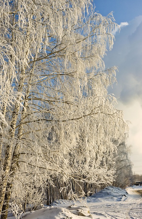 Die Natur Winter Baum - Kostenloses Foto auf Pixabay