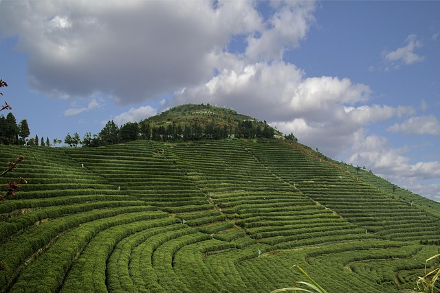 Agricultura Paisaje Colina - Foto gratis en Pixabay - Pixabay