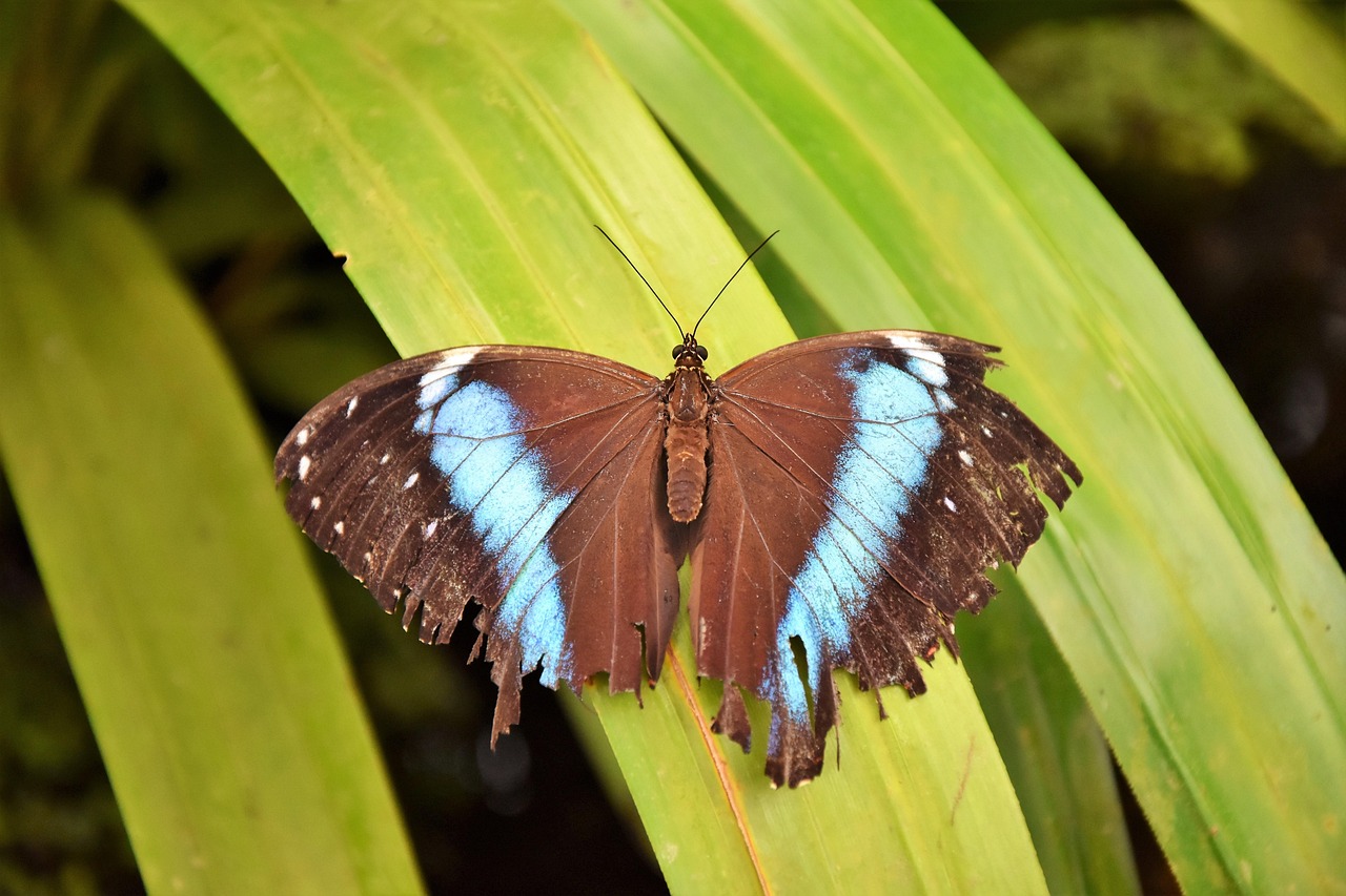 Papillon Insecte Aile La - Photo gratuite sur Pixabay - Pixabay