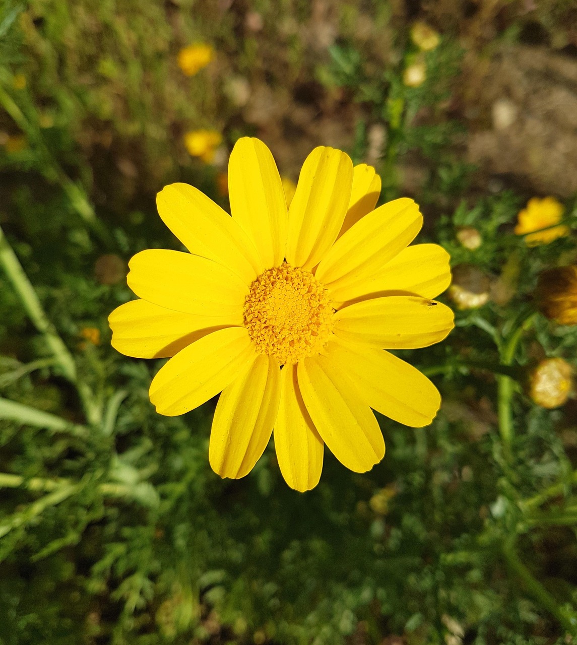 Naturaleza Flora Flor El - Foto gratis en Pixabay - Pixabay