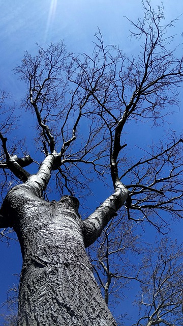 Rama Madera Naturaleza - Foto gratis en Pixabay - Pixabay