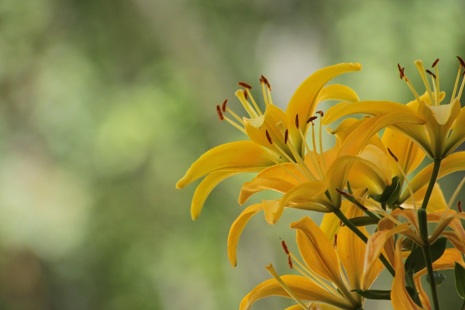 Nature Flora Flower - Free photo on Pixabay
