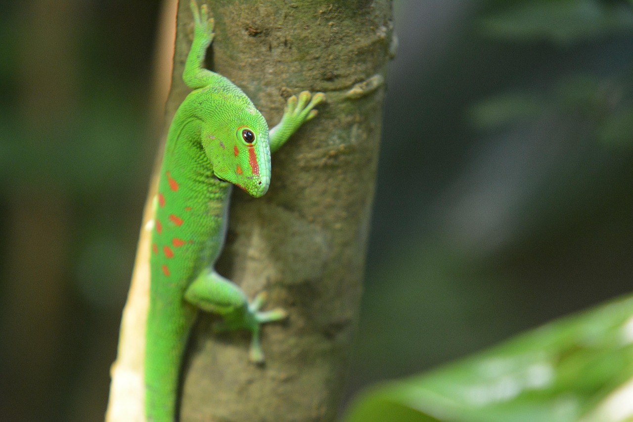 Faune Reptile Lézard La - Photo gratuite sur Pixabay - Pixabay