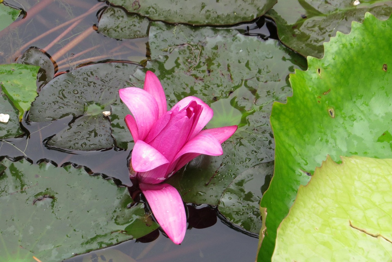 Plante La Nature Fleur - Photo gratuite sur Pixabay - Pixabay