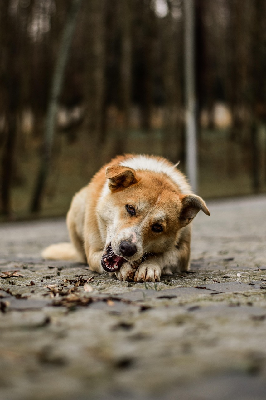 Animal Perro Naturaleza - Foto gratis en Pixabay - Pixabay