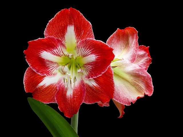 700+ Free Amaryllis & Bloom Photos - Pixabay