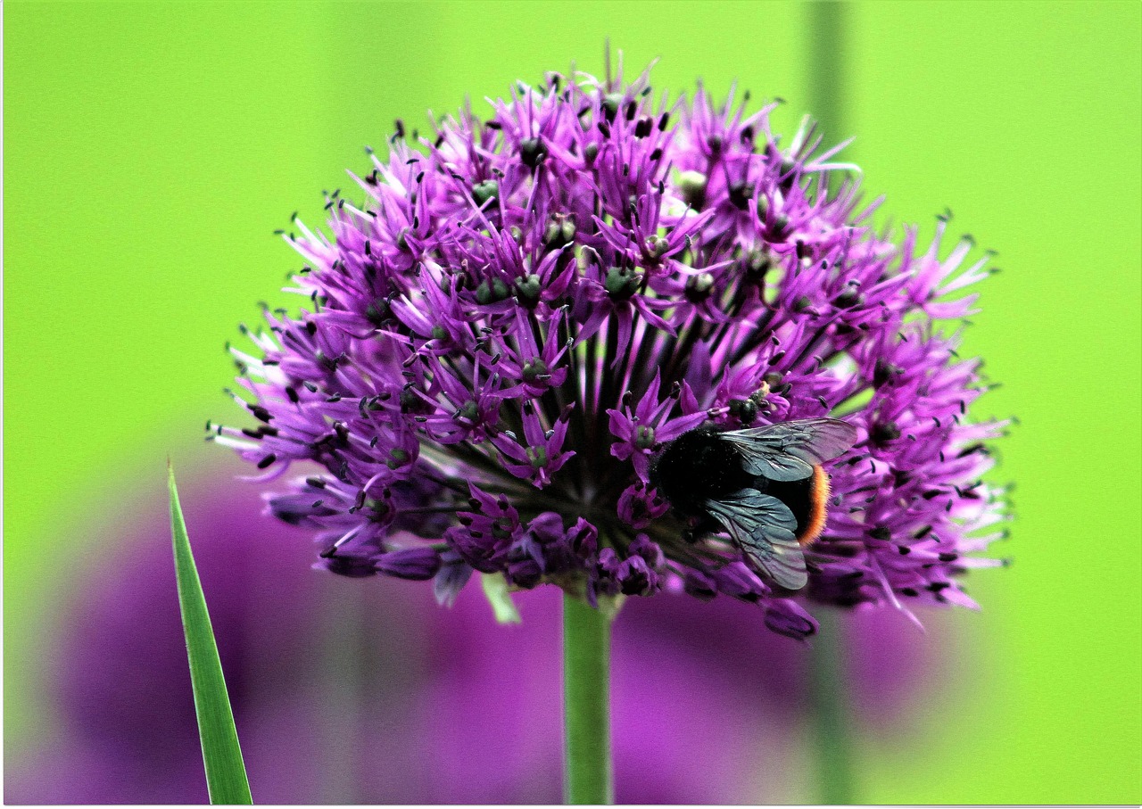 Nature Flora Flower - Free photo on Pixabay - Pixabay
