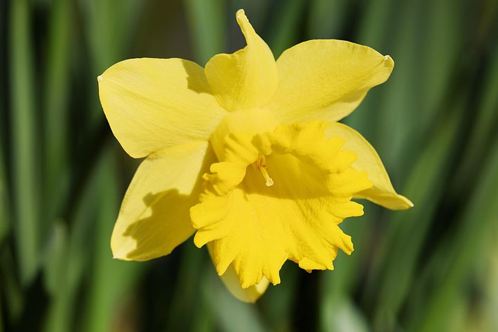 Narcisse Images - Téléchargez des images gratuites - Pixabay
