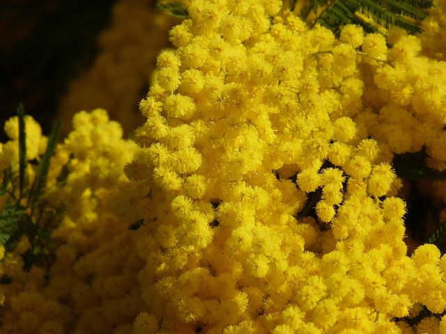 Plus de 200 images de Mimosa et de Fleur
