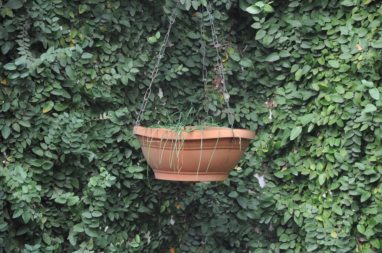 Ivy Feuille Plante - Photo gratuite sur Pixabay - Pixabay