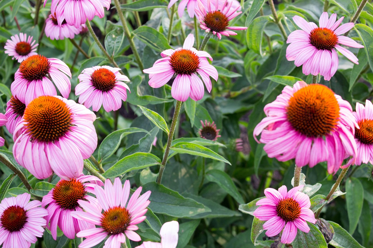 Summer Flower Garden - Free photo on Pixabay