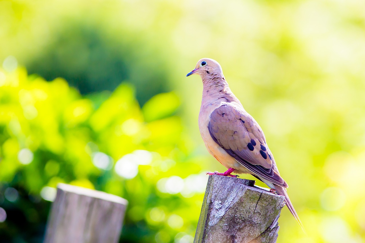 80+ Free Mourning Doves & Nature Images - Pixabay