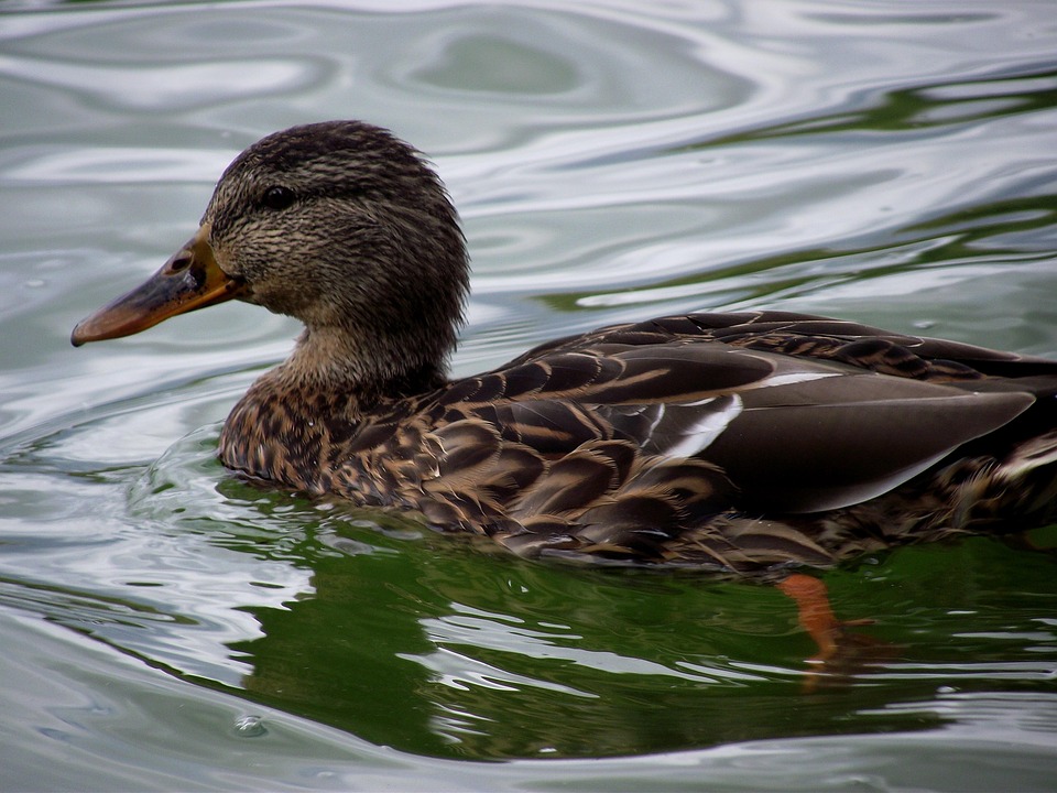 El Pato Animal - Foto gratis en Pixabay - Pixabay