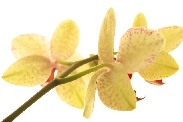 Bunga Alam Tropis - Foto gratis di Pixabay - Pixabay