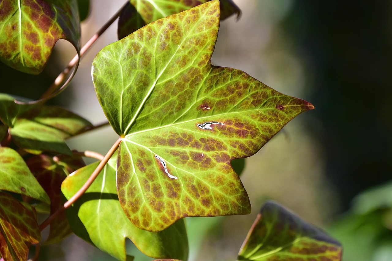 Feuille La Nature Plante - Photo gratuite sur Pixabay - Pixabay