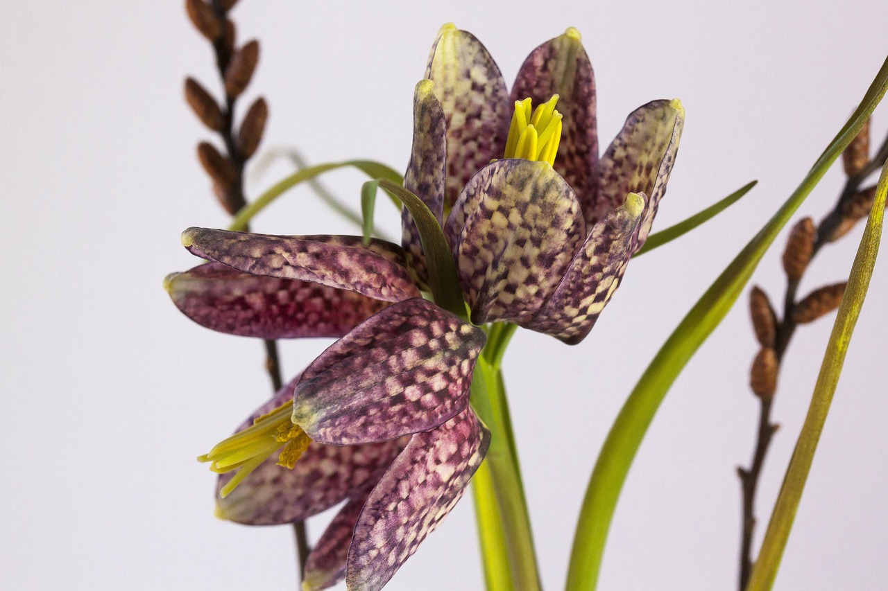 Chess Flower Fritillaria Meleagris - Free photo on Pixabay
