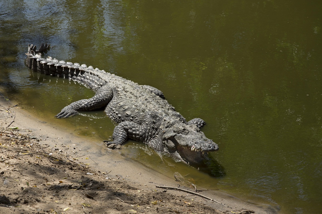 Reptil Cocodrilo Cuerpo De Agua - Foto gratis en Pixabay - Pixabay