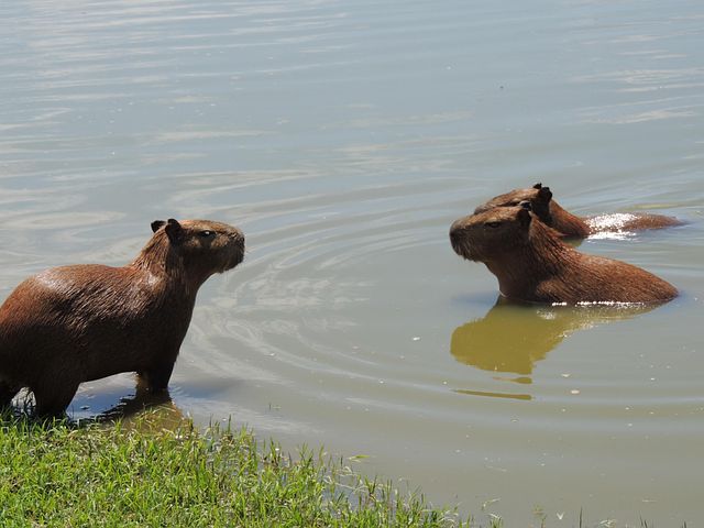 Mais de 100 imagens grátis de Capivara e Animal - Pixabay