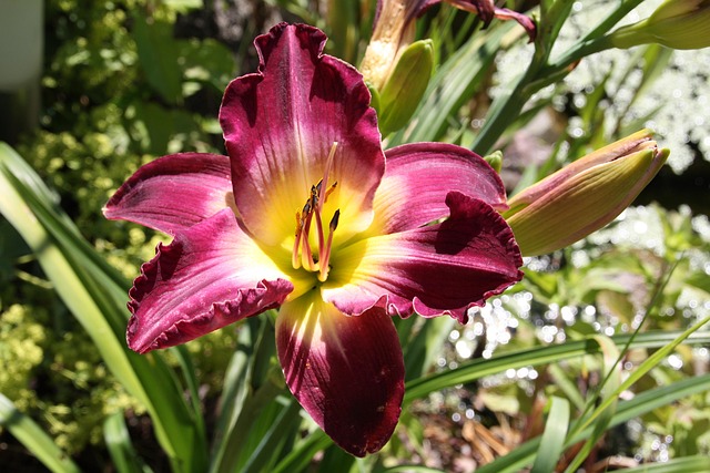 50,000+ Free Salem Flowers & Nature Images - Pixabay