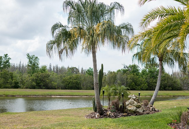 Florida Landscape Palm Trees - Free photo on Pixabay - Pixabay