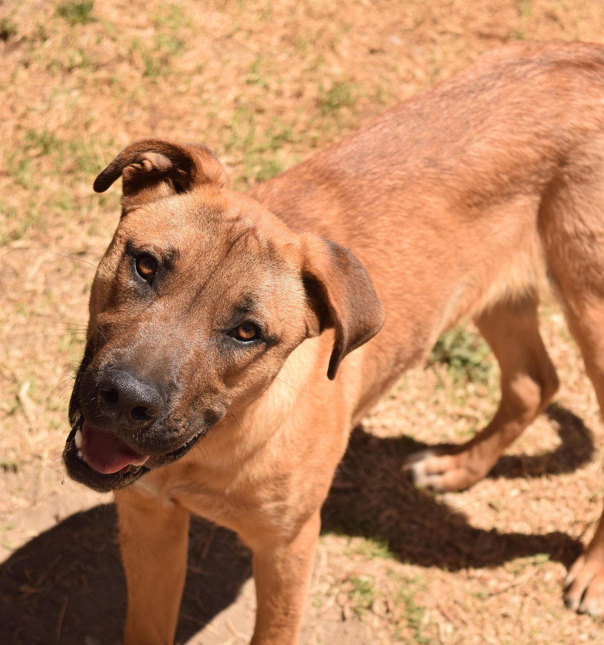 30+ Free Canis ลูปัส Familiaris & Animalia Images - Pixabay