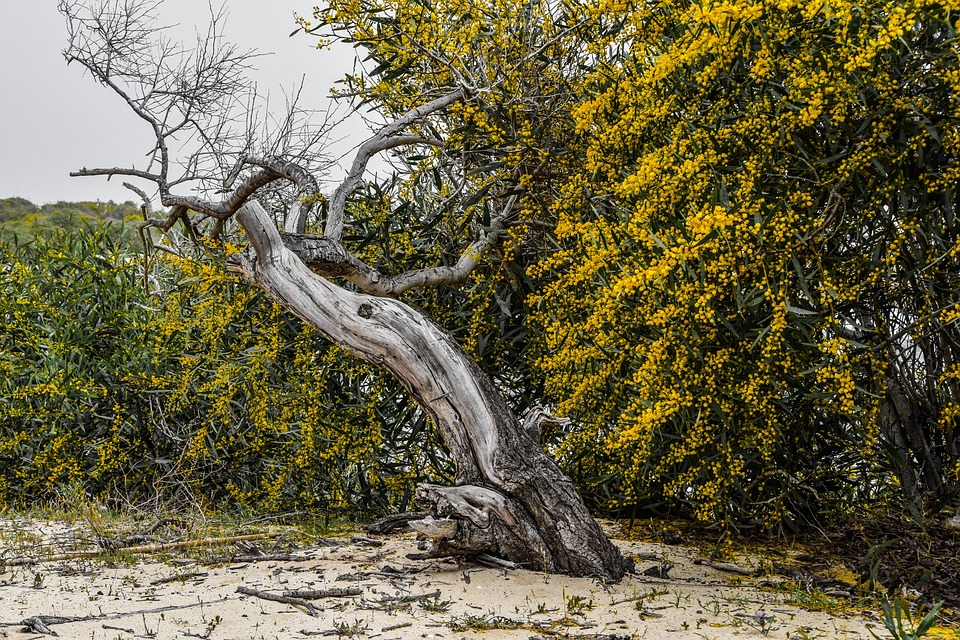 Árbol Seco Naturaleza - Foto gratis en Pixabay - Pixabay