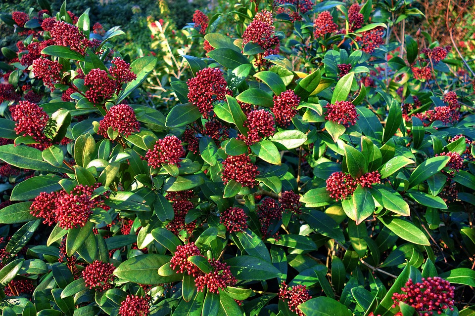 Skimia Japonica De Japanse Skimmia - Gratis foto op Pixabay - Pixabay